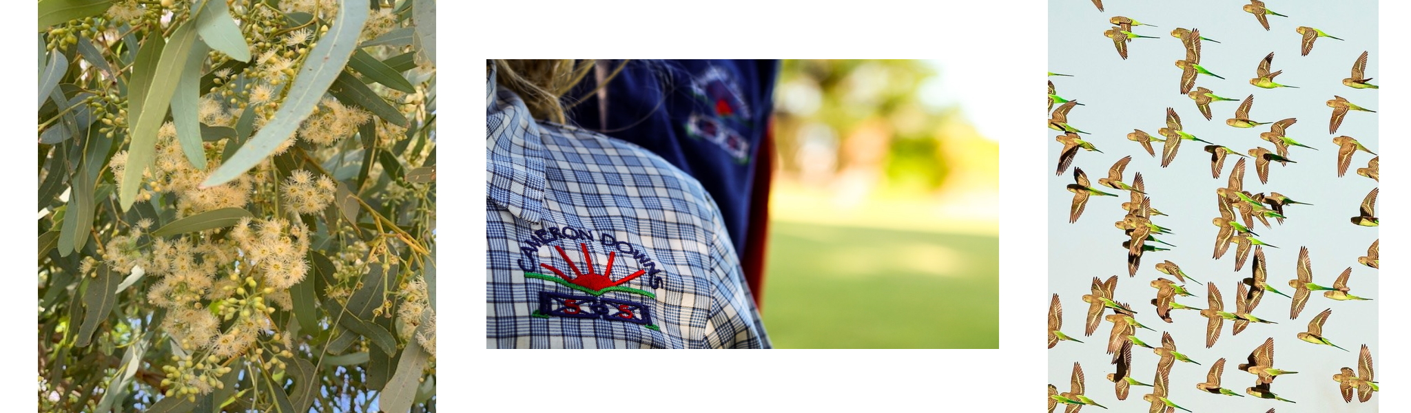 Cameron Downs State School